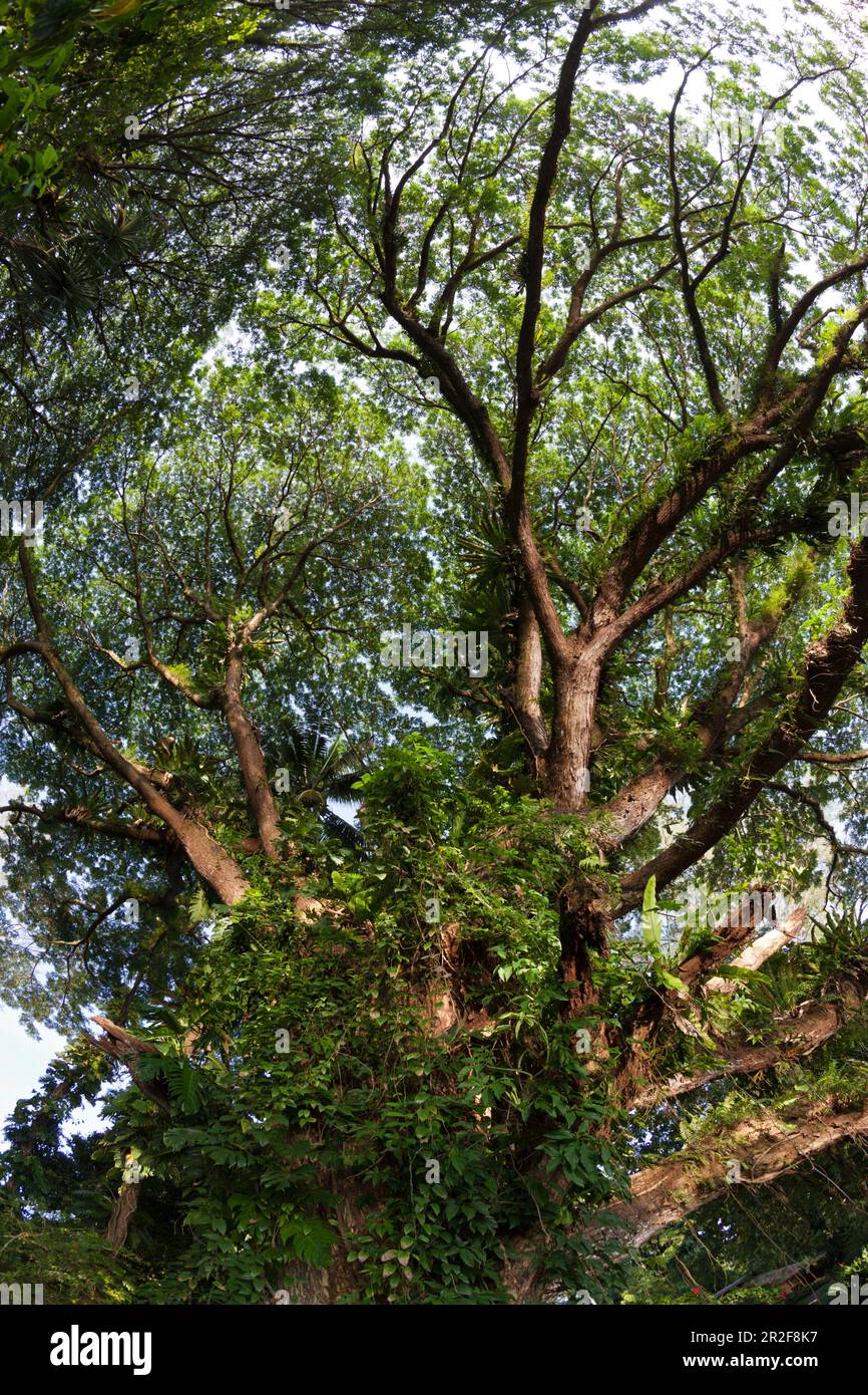 Rainforest forest tree trees papua new guinea hi-res stock photography ...