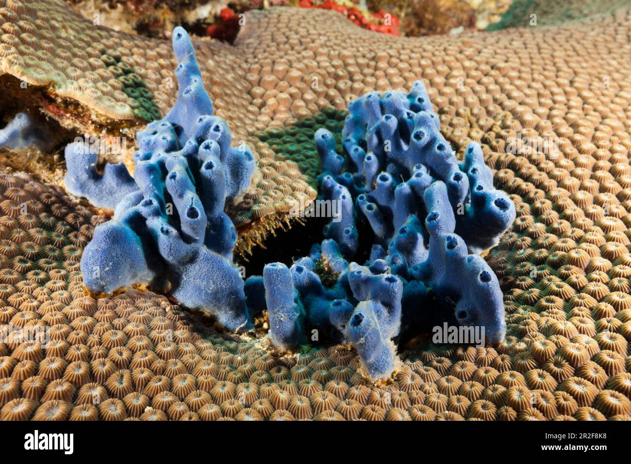 Blue sea sponge in the reef, Porifera, Kimbe Bay, New Britain, Papua ...