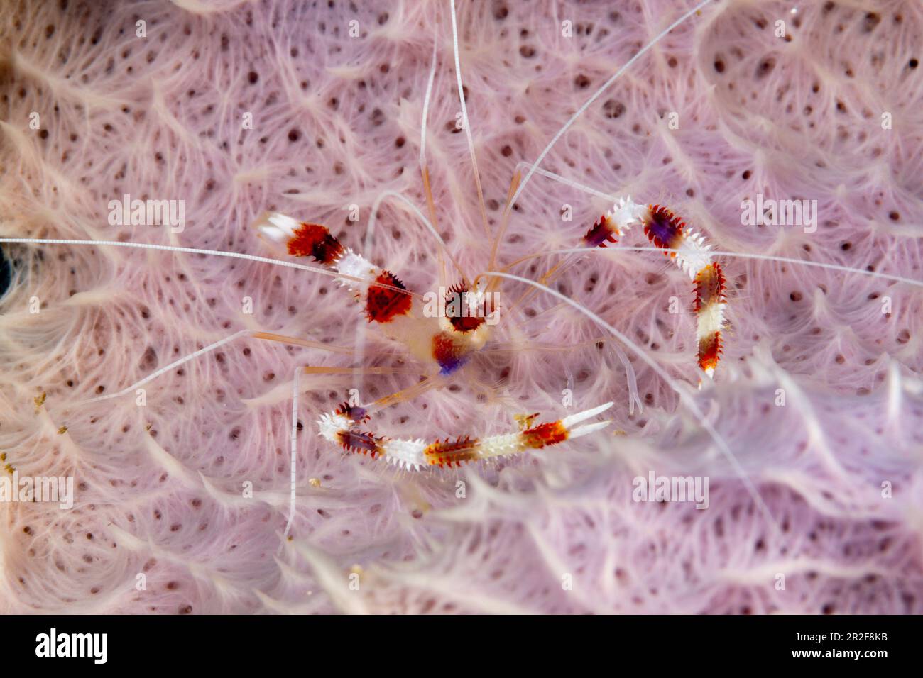 Banded scissor shrimp, Stenopus hispidus, Kimbe Bay, New Britain, Papua ...