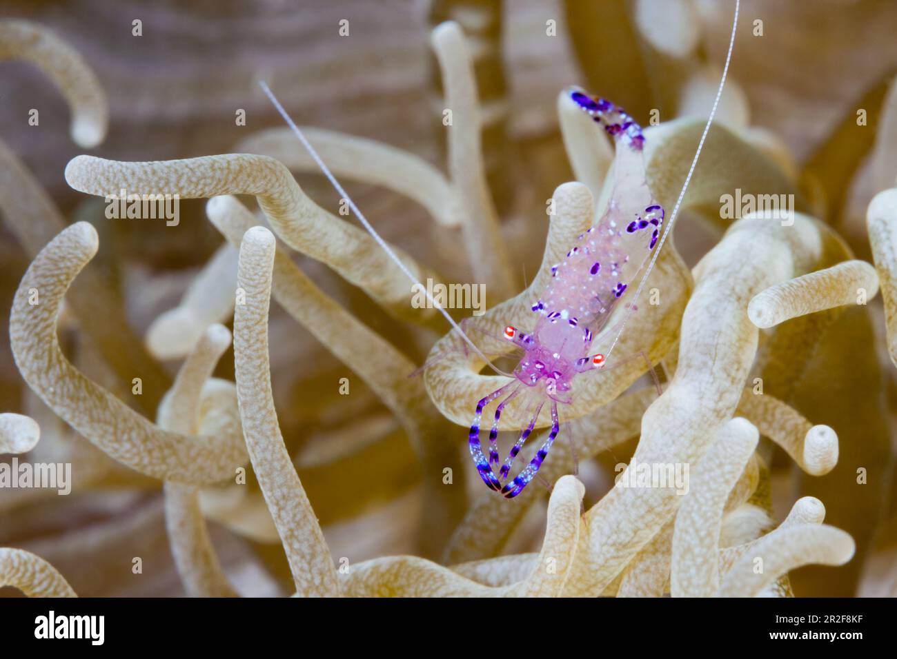 Partner shrimp in Anemone, Periclimenes tosaensis, Kimbe Bay, New ...