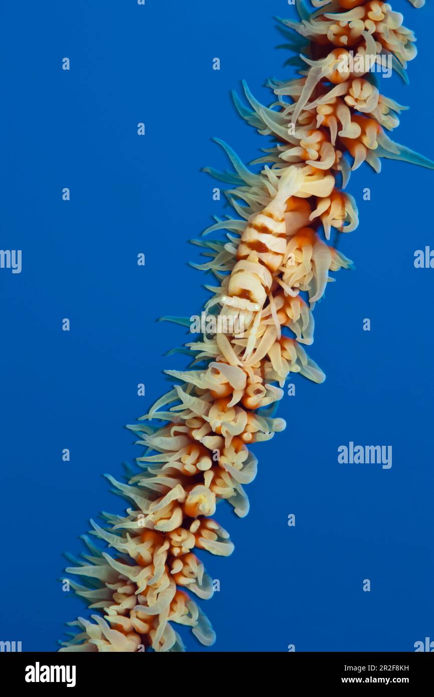 Partner shrimp on black coral, Pontonides unciger, Kimbe Bay, New ...