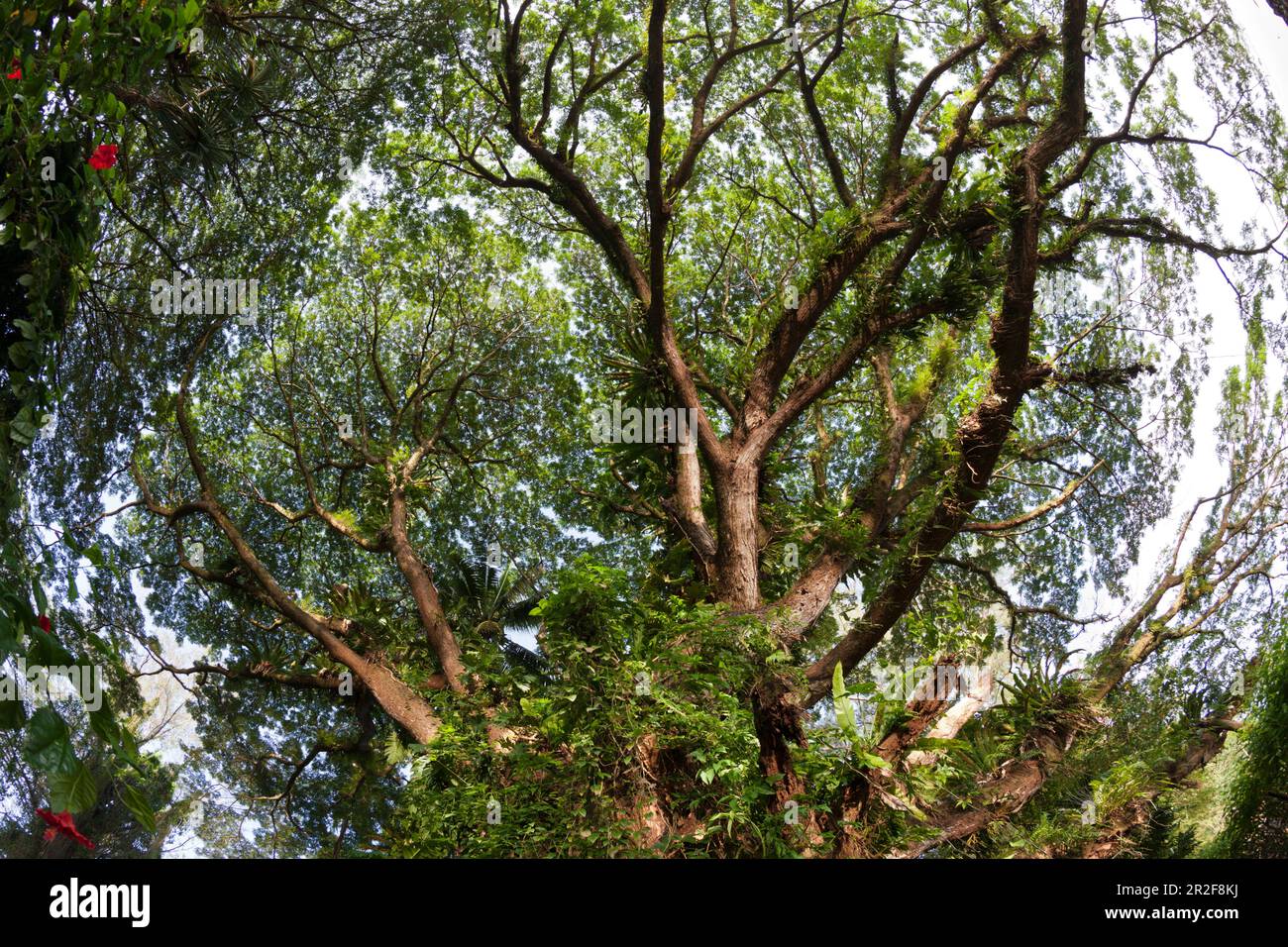 Rainforest forest tree trees papua new guinea hi-res stock photography ...