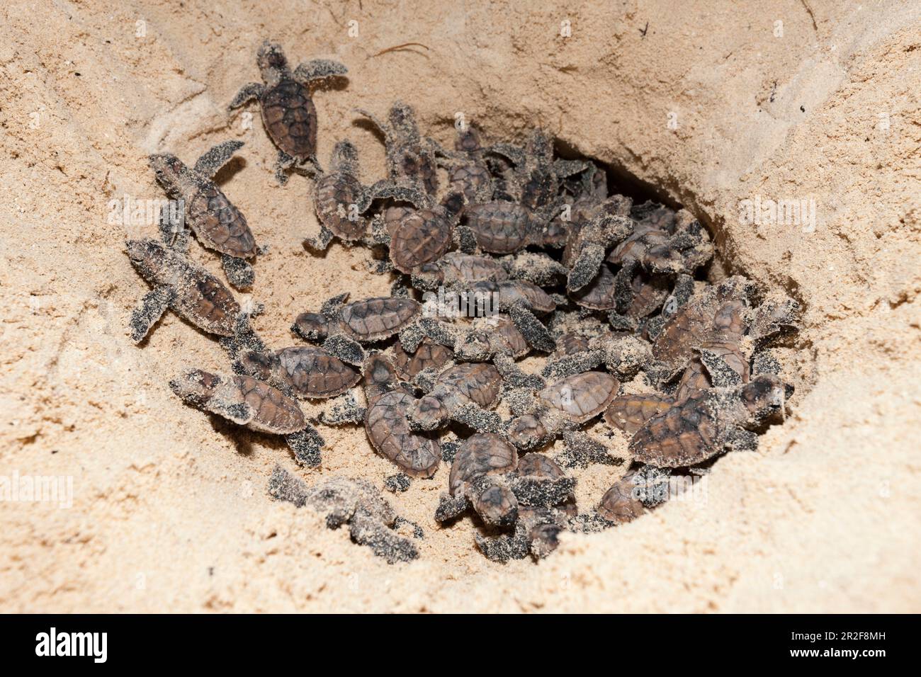 Hawksbill turtles hatch, Eretmochelys imbricata, New Ireland, Papua New ...