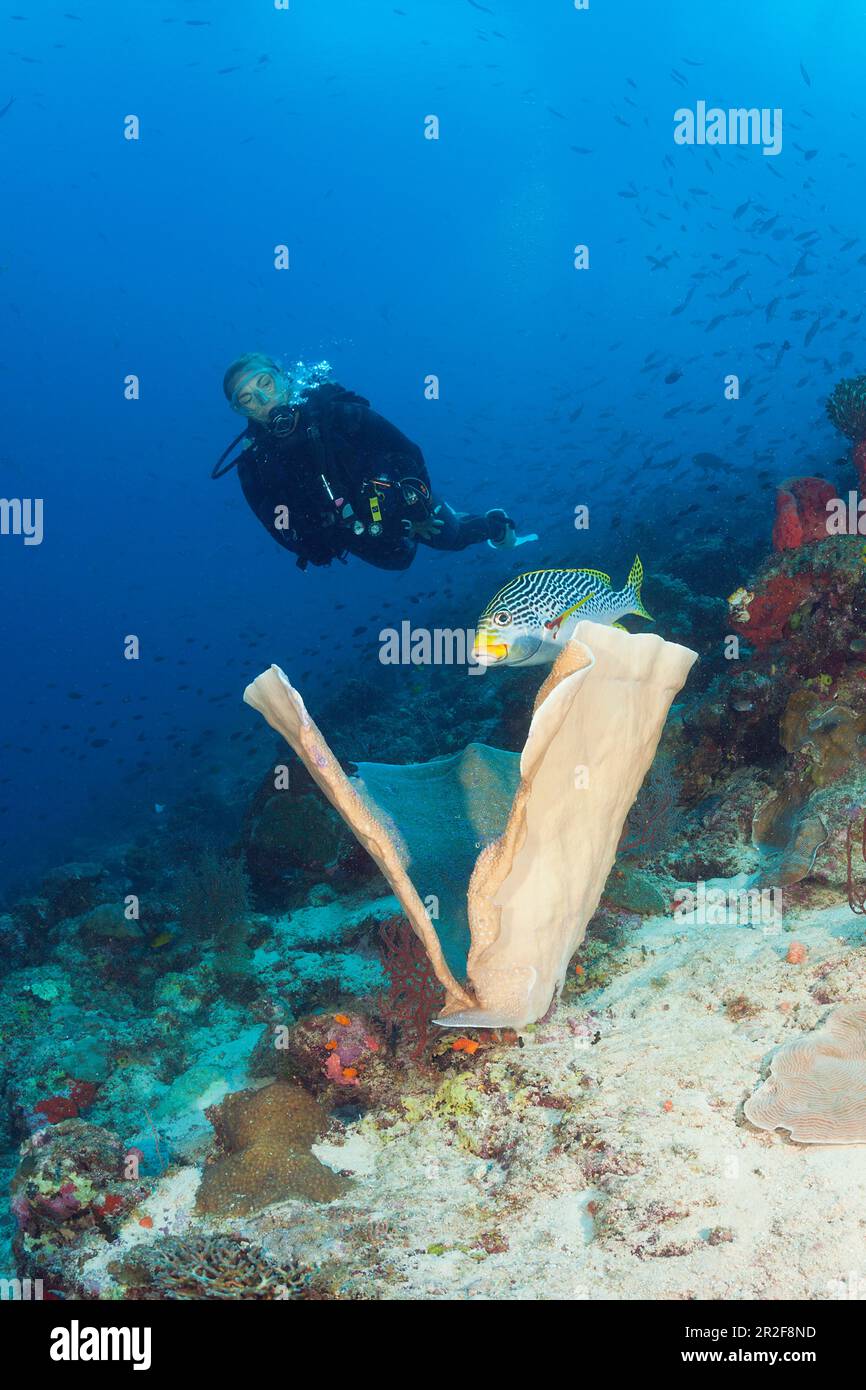 Divers on coral reef, New Ireland, Papua New Guinea Stock Photo - Alamy