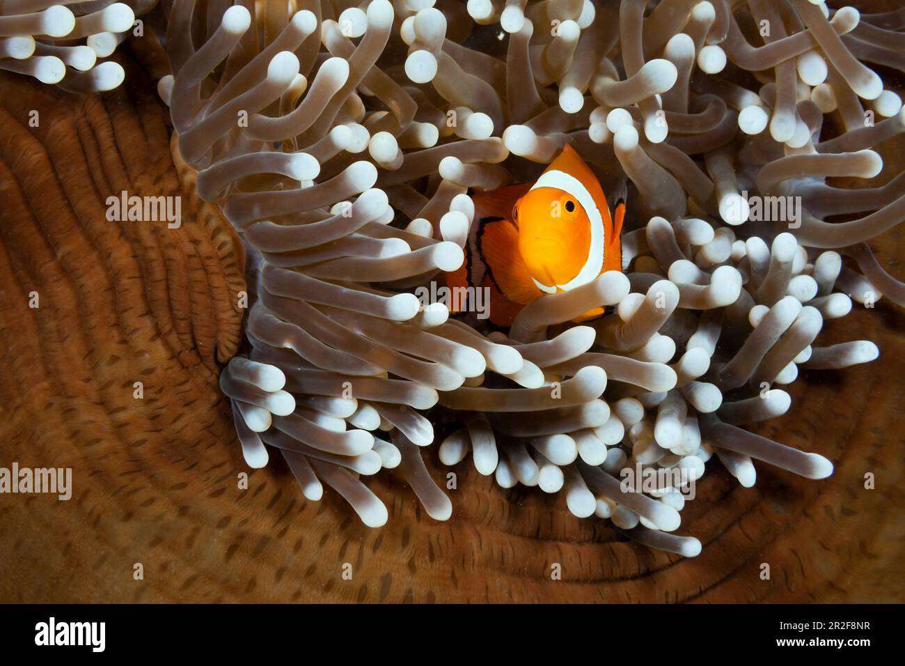 Orange marigold anemonefish, Amphiprion ocellaris, New Ireland, Papua ...