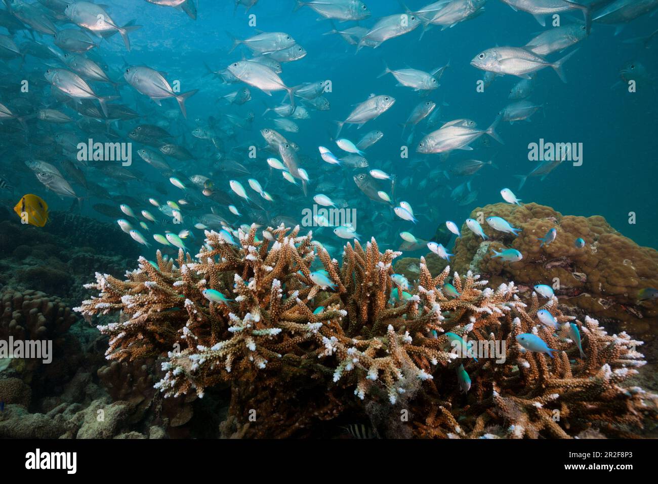 Teal Chromis over coral reef, Chromis viridis, New Ireland, Papua New ...
