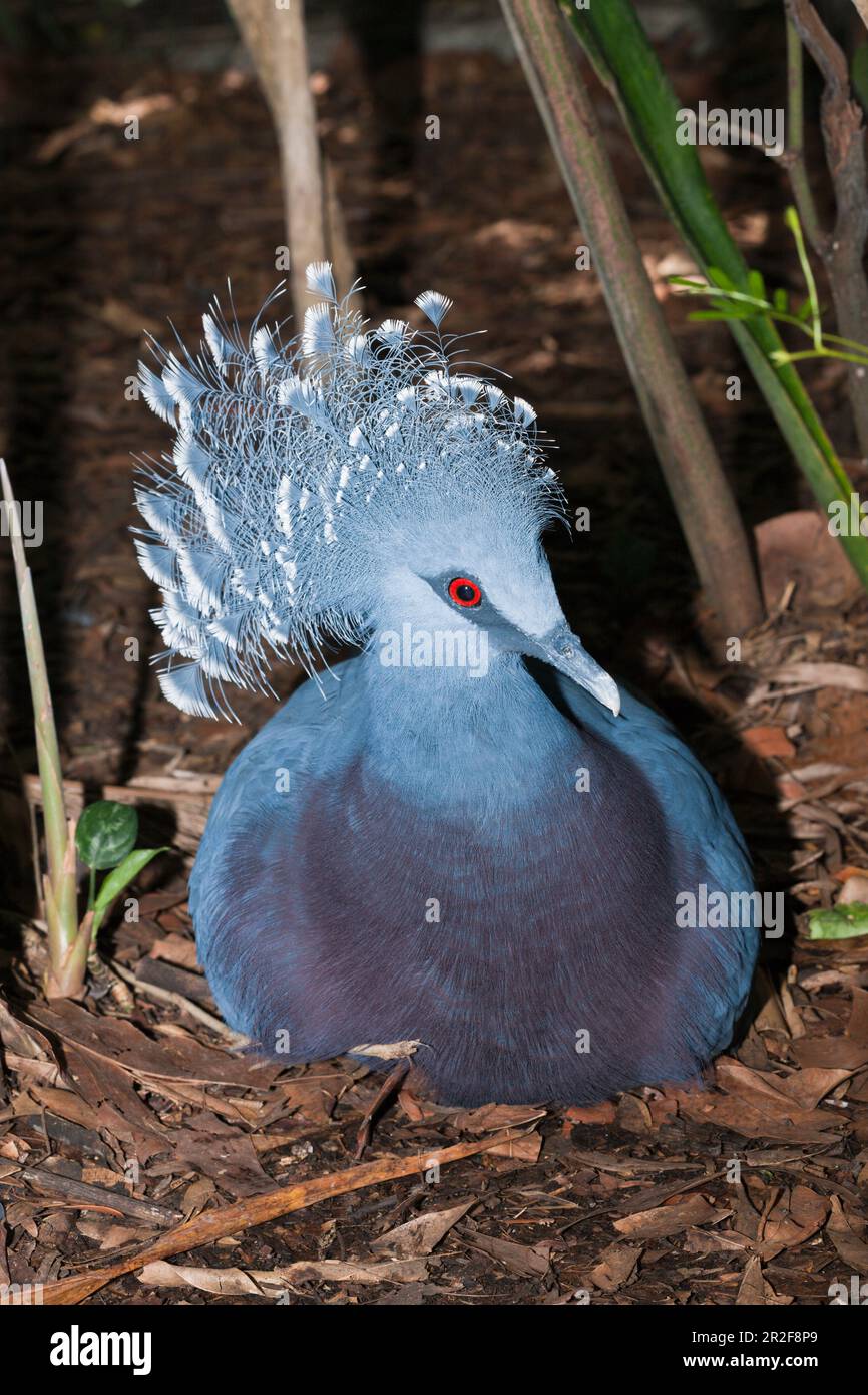 Victoria crowned pigeon, Goura victoria, Papua New Guinea Stock Photo ...