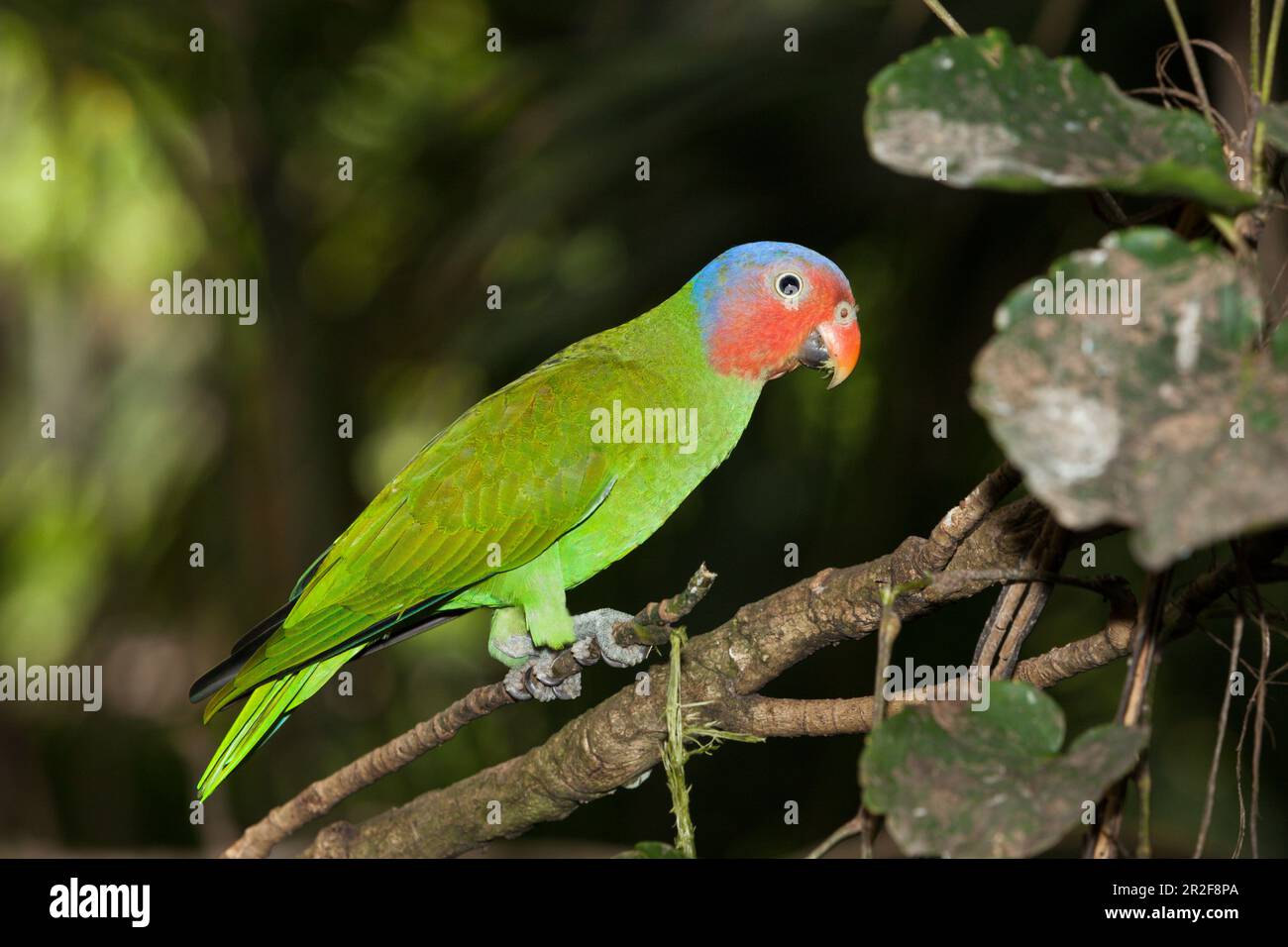 Red-headed parrot, Geoffroyus geoffroyi, Papua New Guinea Stock Photo ...