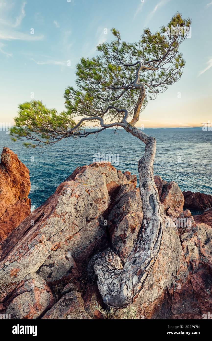 old pine tree at Cap Le Dramont, Var, Provence-Alpes-Côte d'Azur, Côte ...