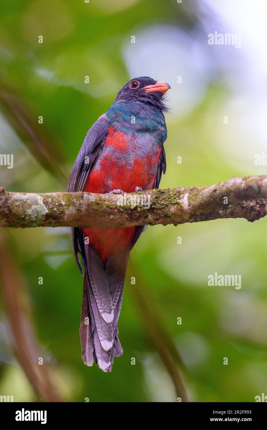 Netthaletrogon hi-res stock photography and images - Alamy