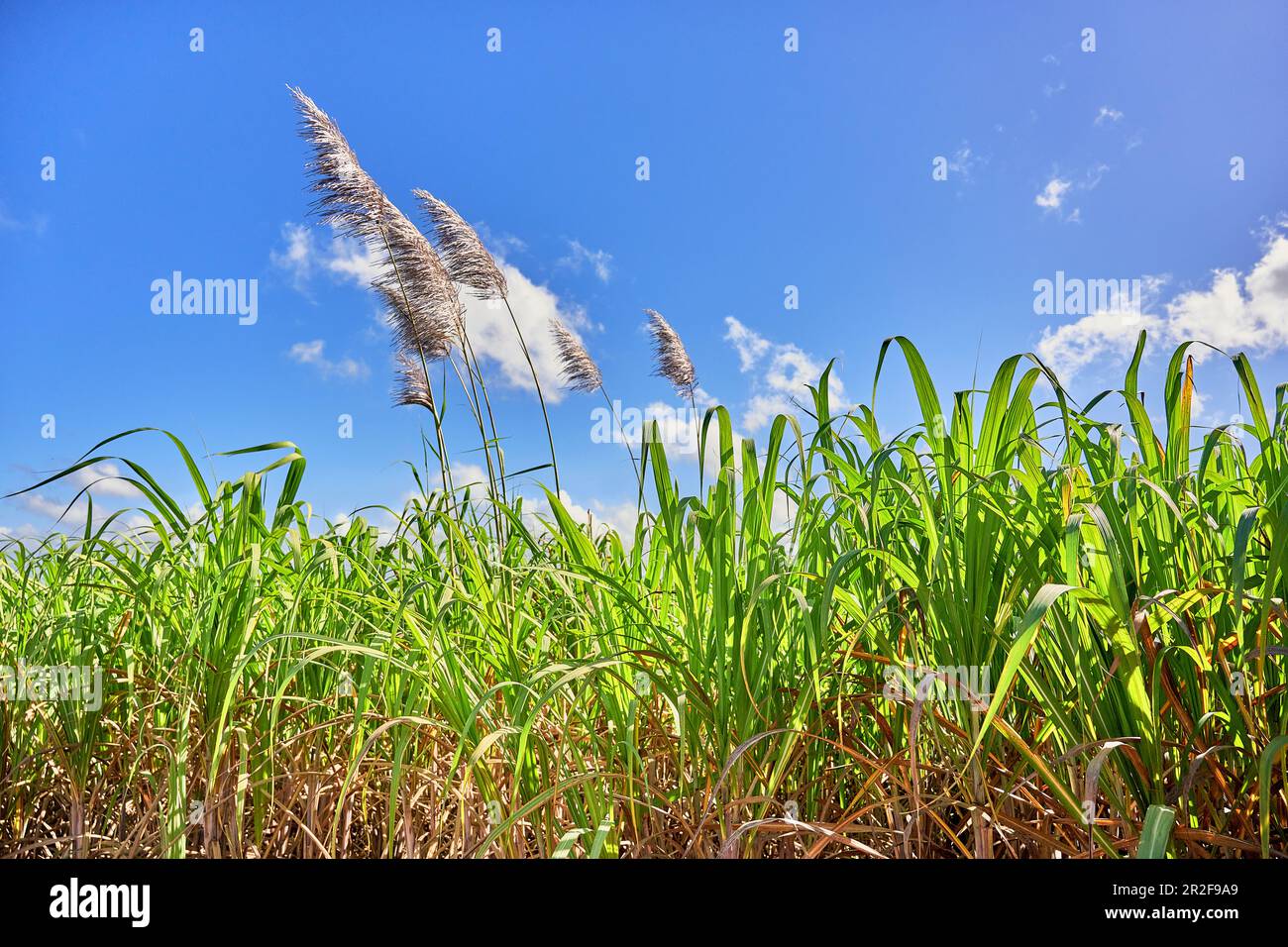 Corn field at La Romana, Dominican Republic, Caribbean, Central America ...