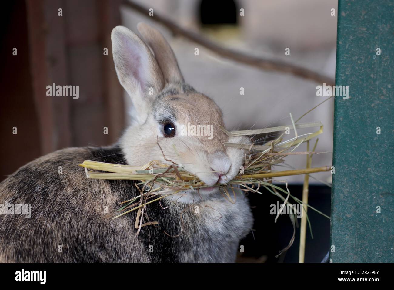 Close-up, domestic rabbit (Oryctolagus cuniculus forma domestica), pet ...