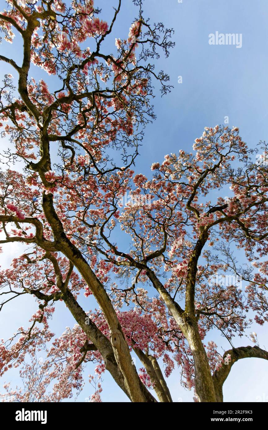Old magnolia tree hi-res stock photography and images - Alamy