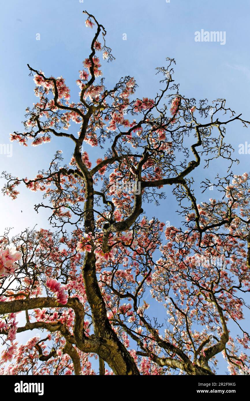 Old magnolia tree hi-res stock photography and images - Alamy