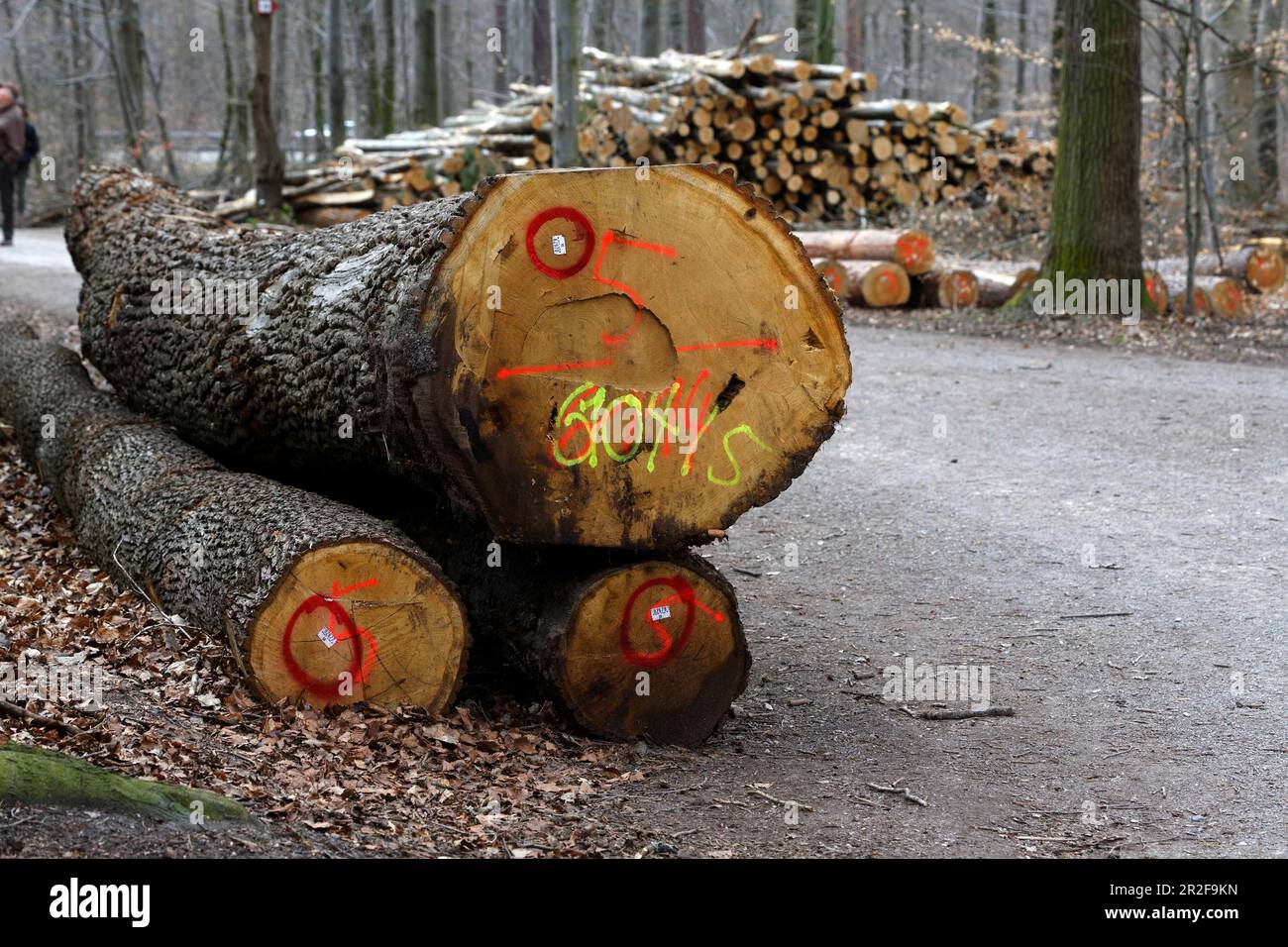 Stacked and marked timber, felled tree trunks in the forest, Stuttgart ...
