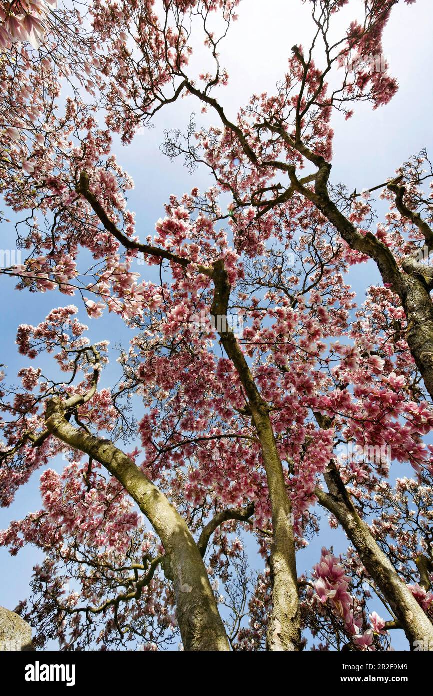 Old magnolia tree hi-res stock photography and images - Alamy