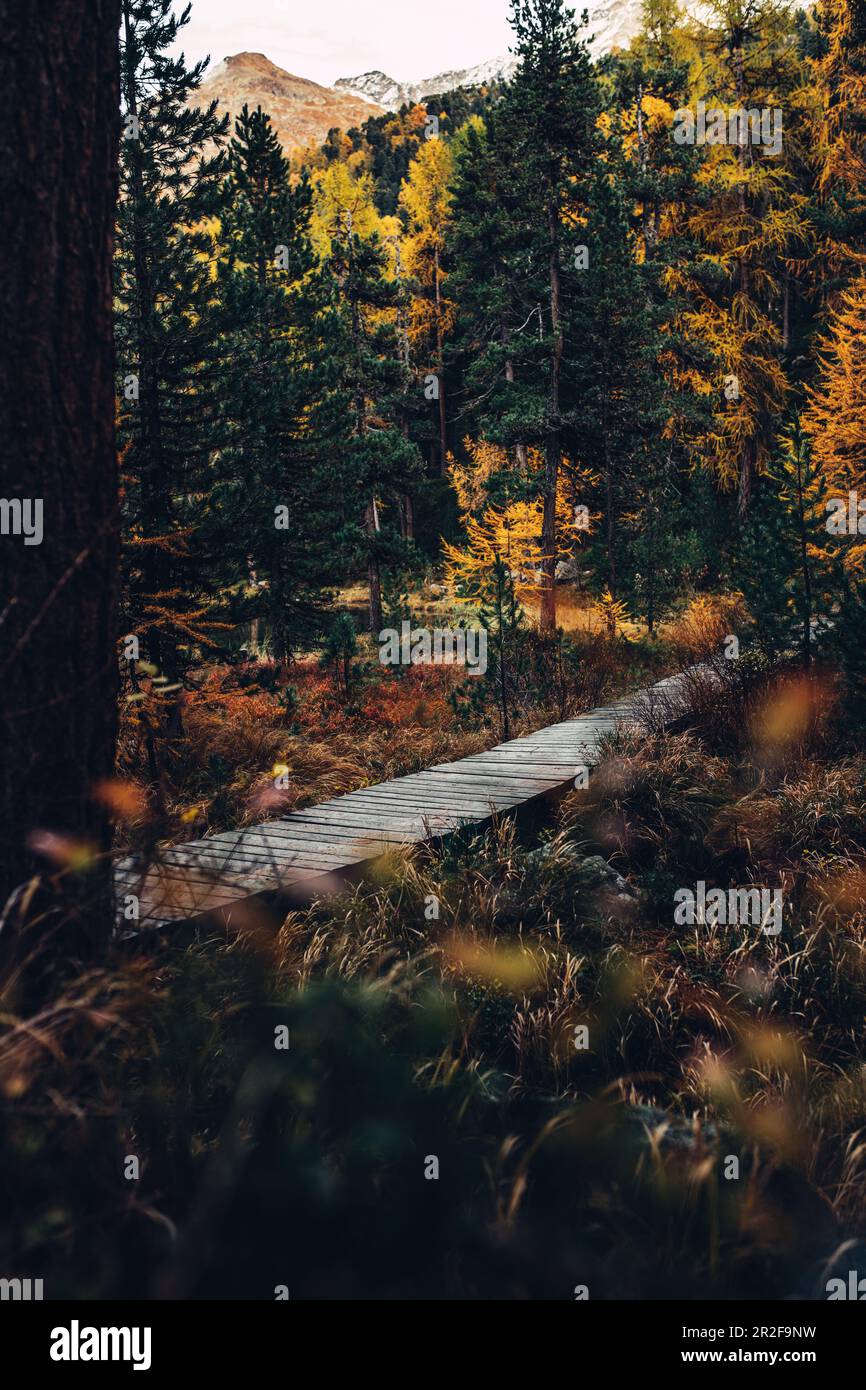 Autumn forest at Lej Nair, in the Upper Engadine, Engadin, Switzerland ...