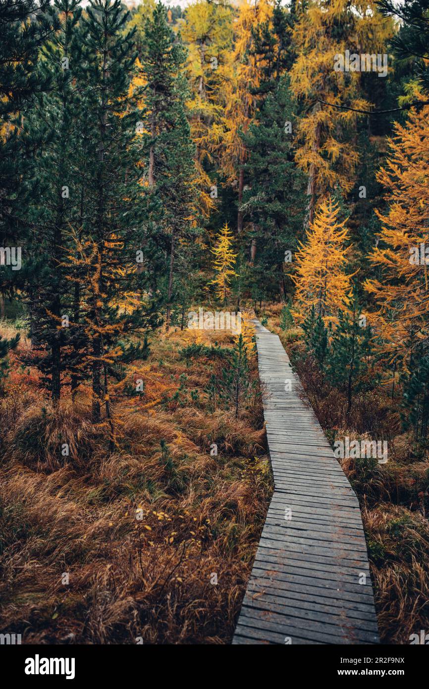 Autumn forest at Lej Nair, in the Upper Engadine, Engadin, Switzerland ...