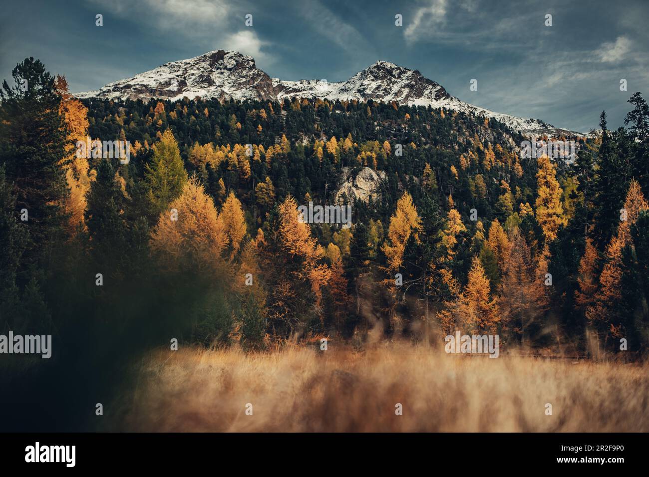 Autumn forest at Lej Nair, in the Upper Engadine, Engadin, Switzerland ...