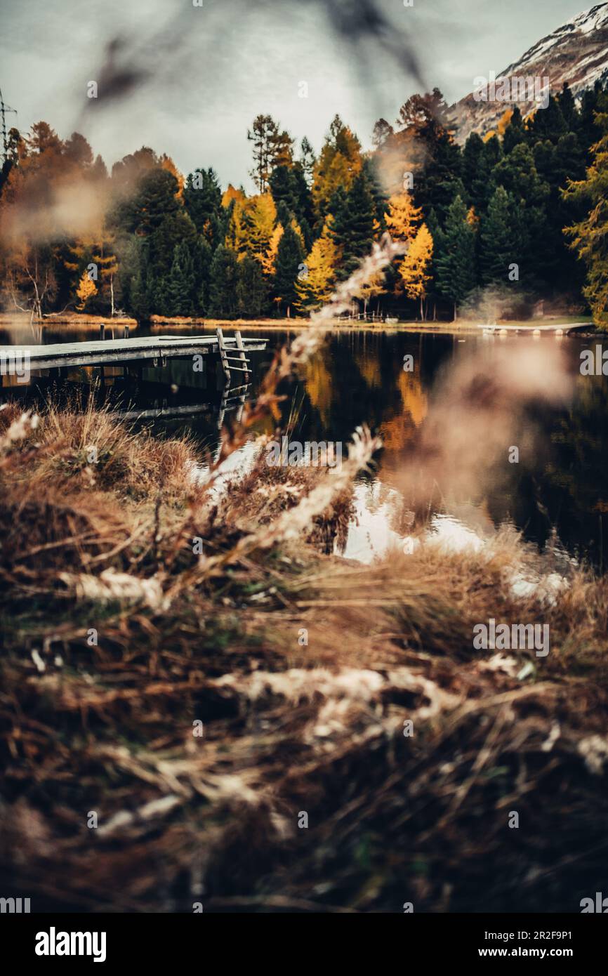 Autumn forest at Lej Nair, in the Upper Engadine, Engadin, Switzerland ...