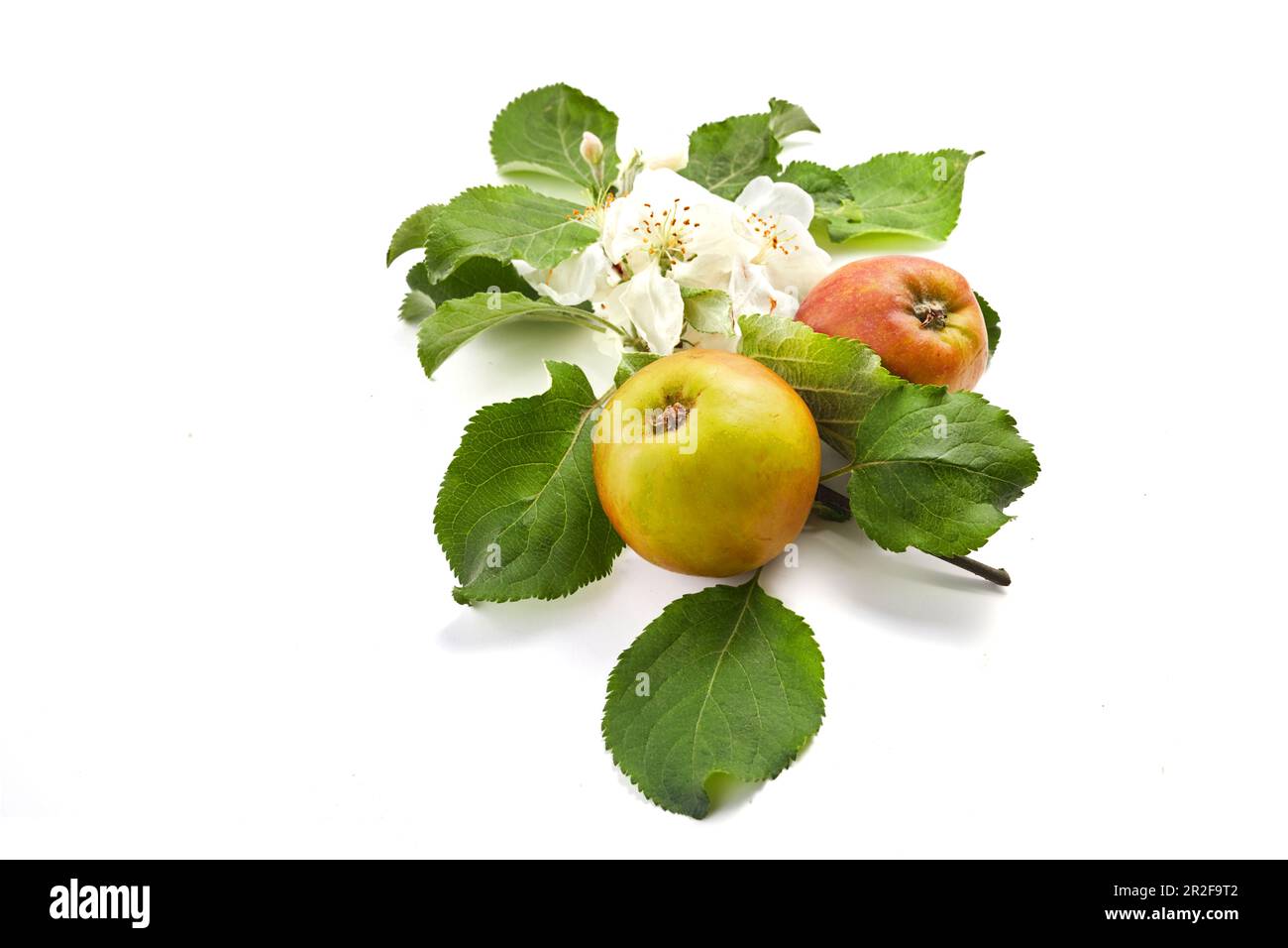 Small apple tree garden Cut Out Stock Images & Pictures - Alamy