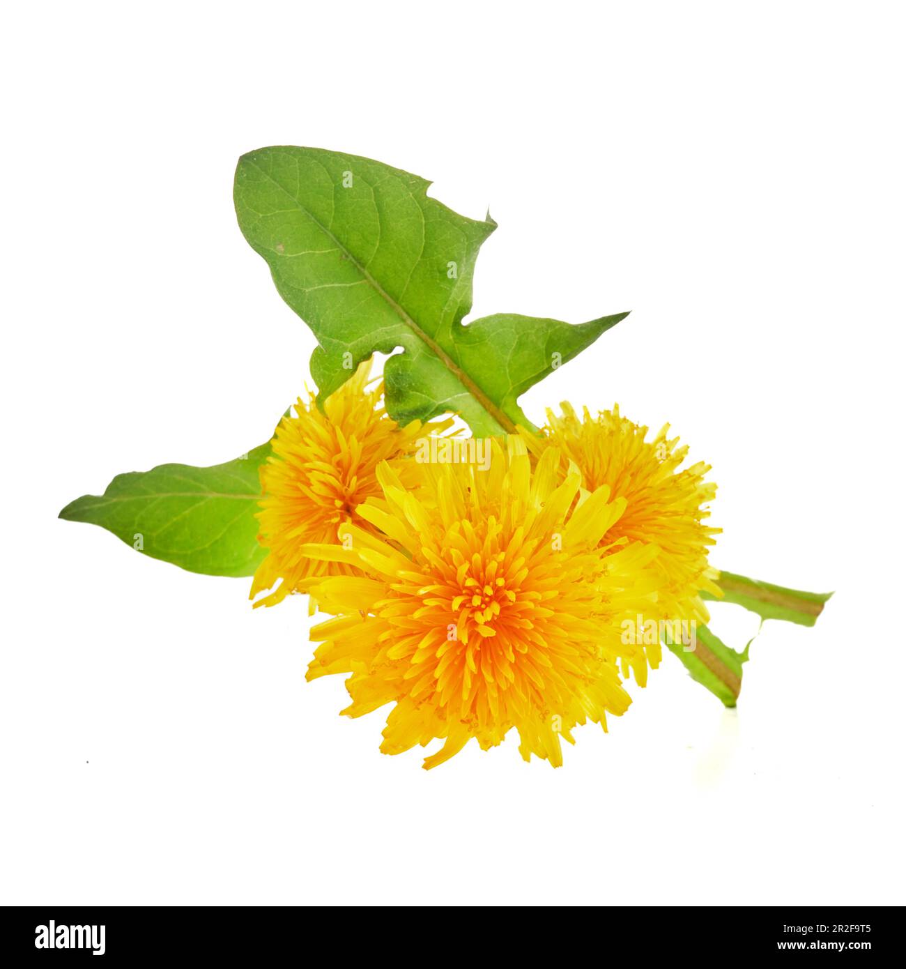 Dandelions flowers with dandelion leaf isolated on white background ...