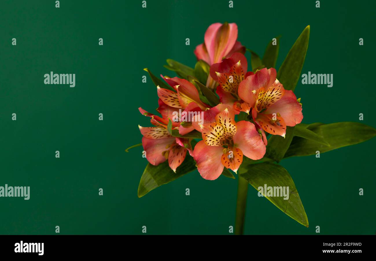Inca lily hi-res stock photography and images - Alamy