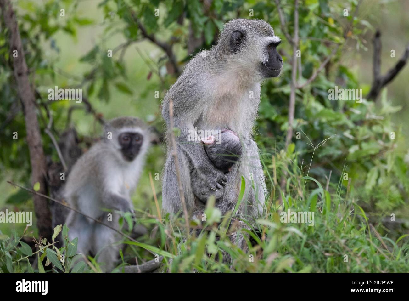 Vervet monkey (Chlorocebus pygerythrus), mother with baby, Inyati Game ...