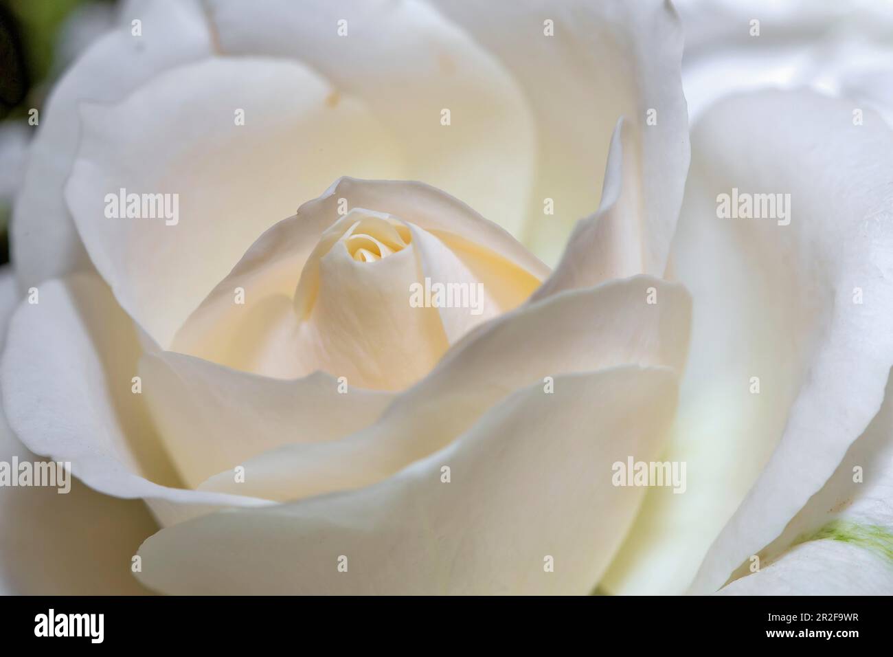 White rose close up detail hi-res stock photography and images - Alamy