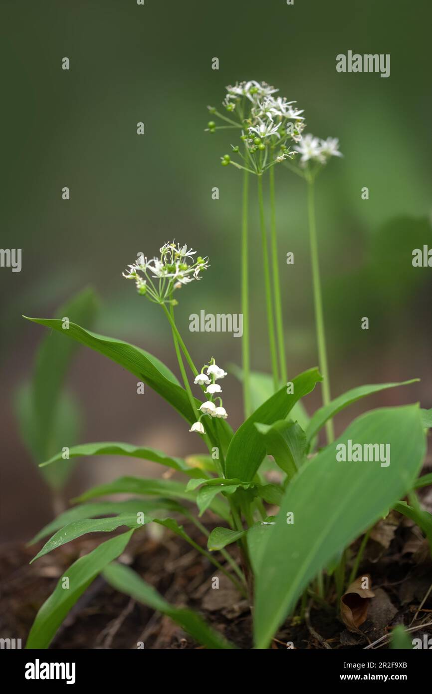 Ramson, wild garlic (Allium ursinum) growing next to confusion plant ...