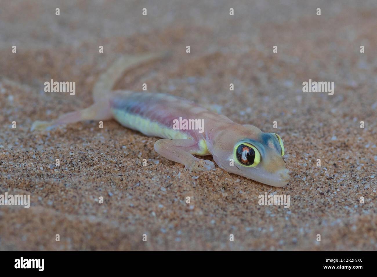Namib sand gecko (Pachydactylus rangei) or palmato gecko, Dorob ...