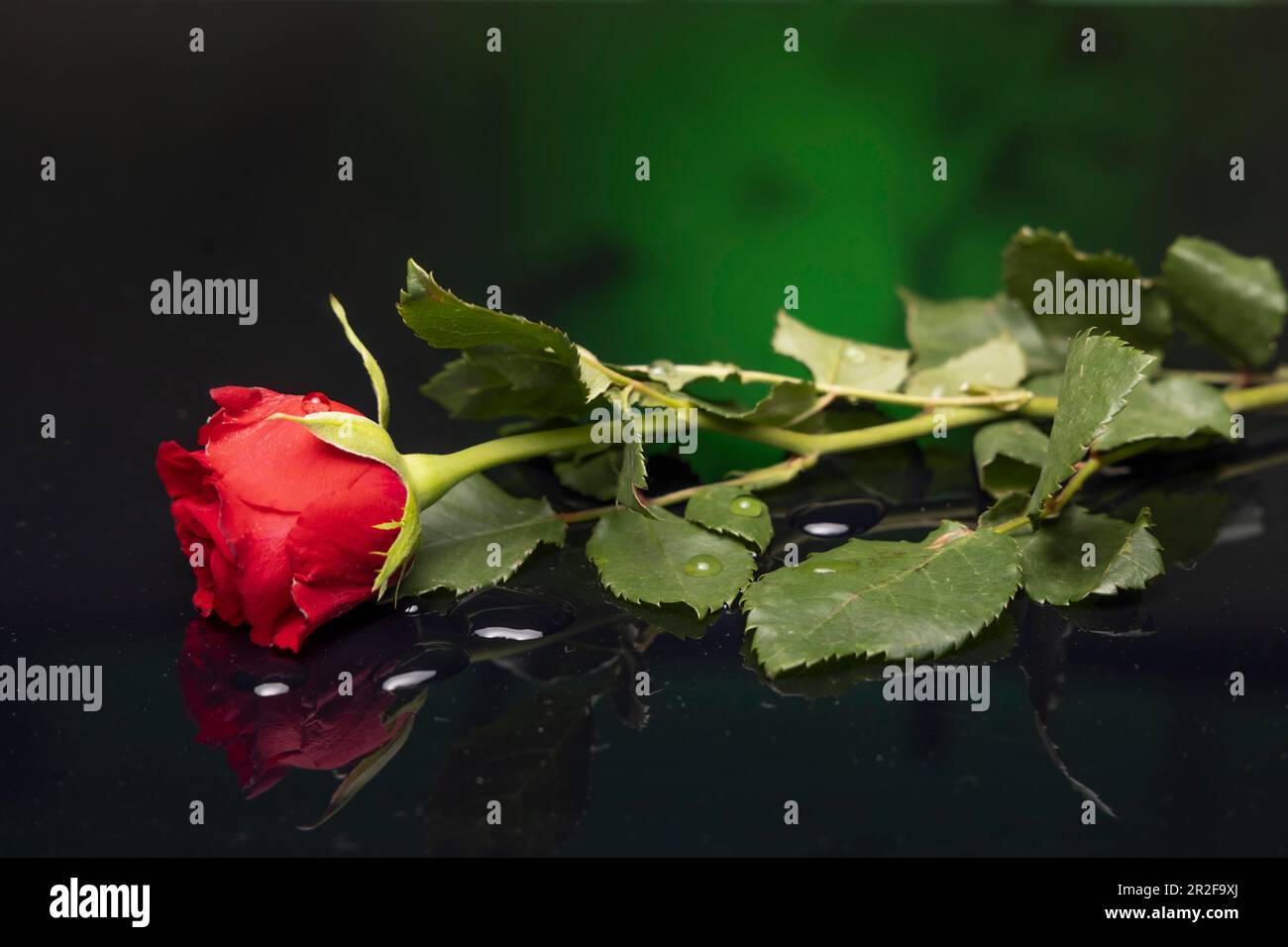 Red rose with reflection and green background Stock Photo - Alamy