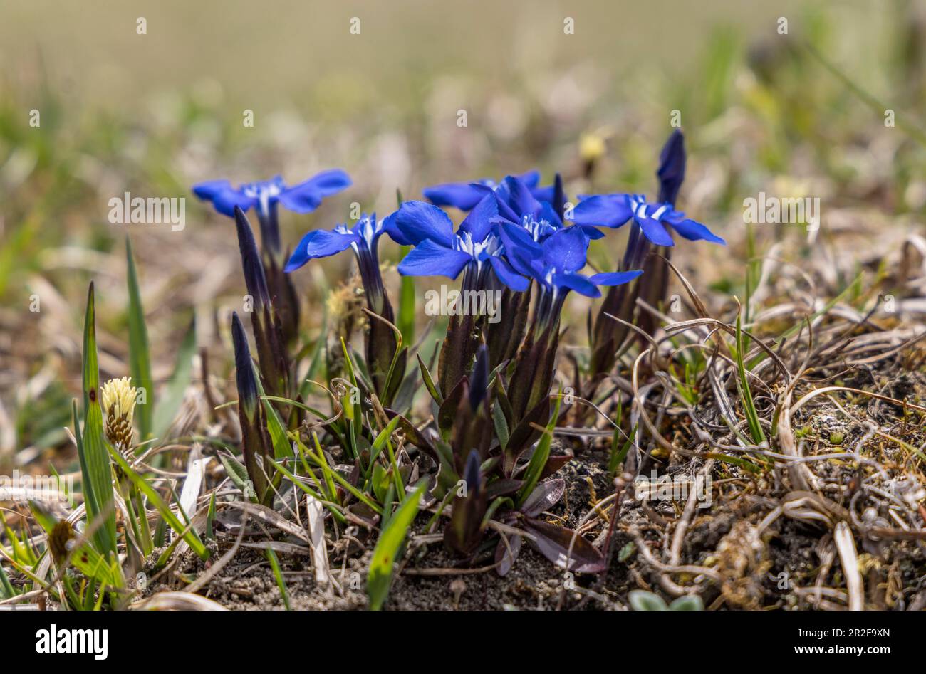 Snow gentian (Gentiana nivalis), also called heavenly angel and ...
