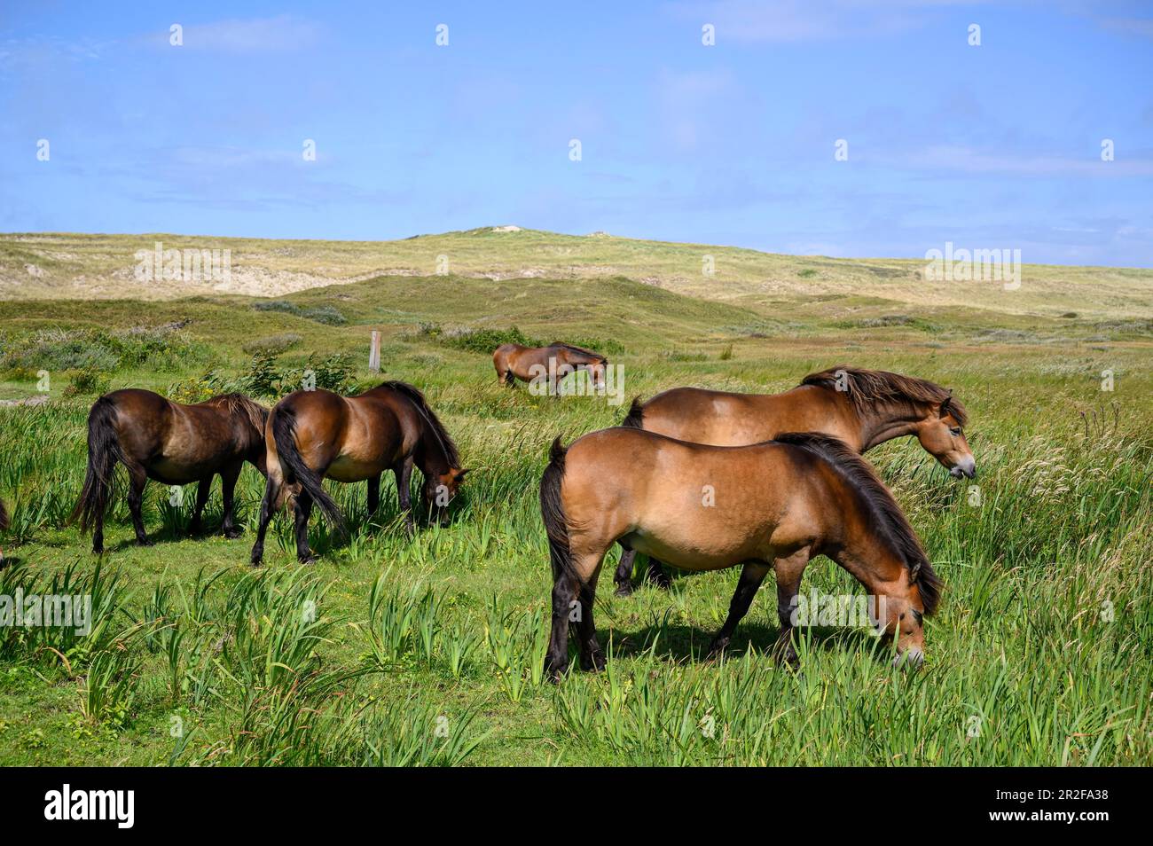 Exmoor pony (Equus przewalskii f. caballus), free-ranging wild horses ...