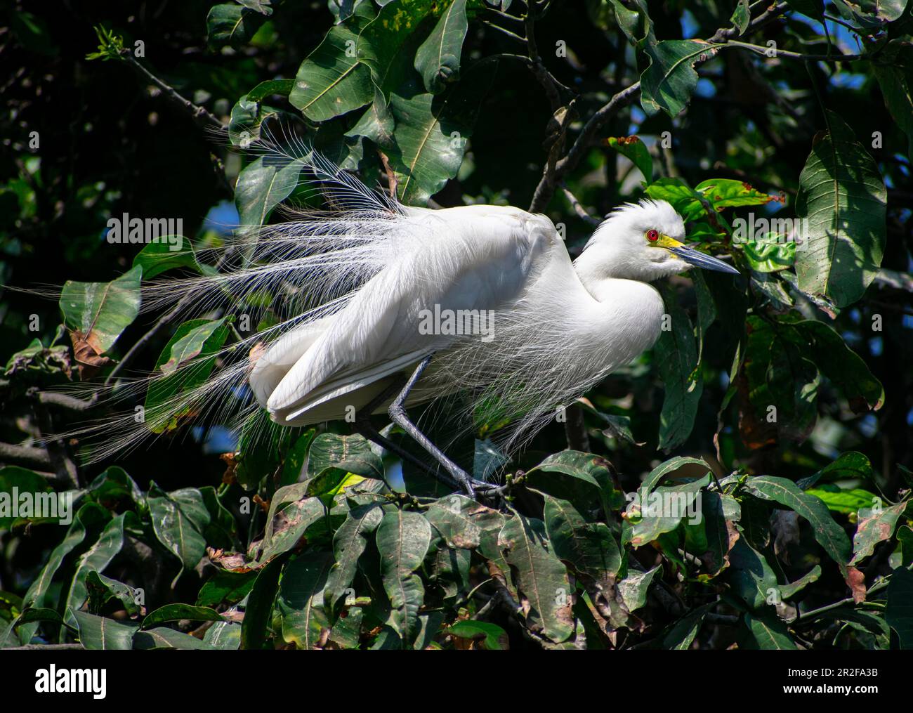 Great egret perches on a tree branch on the banks of the Brahmaputra ...