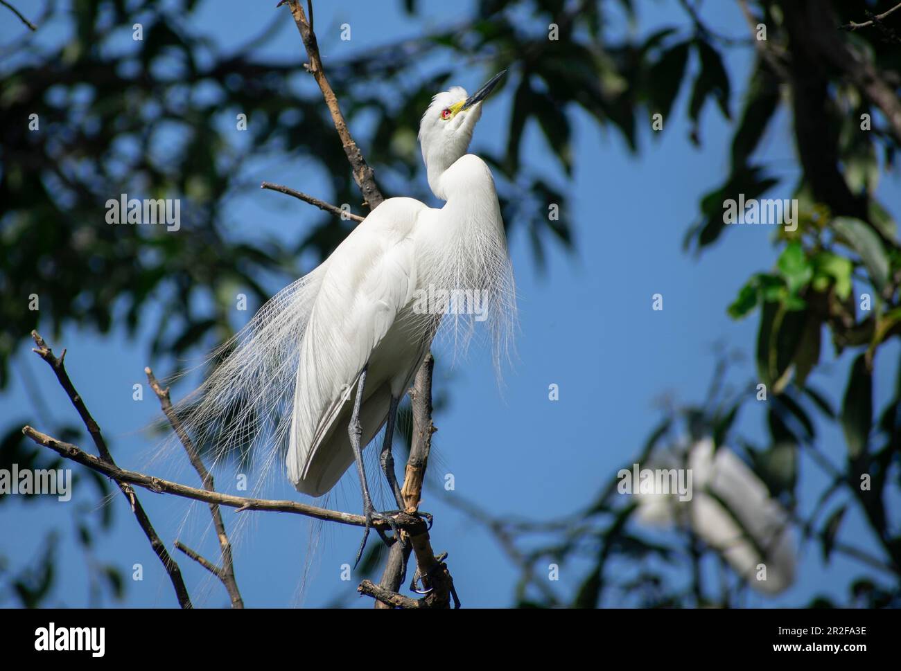Great egret perches on a tree branch on the banks of the Brahmaputra ...