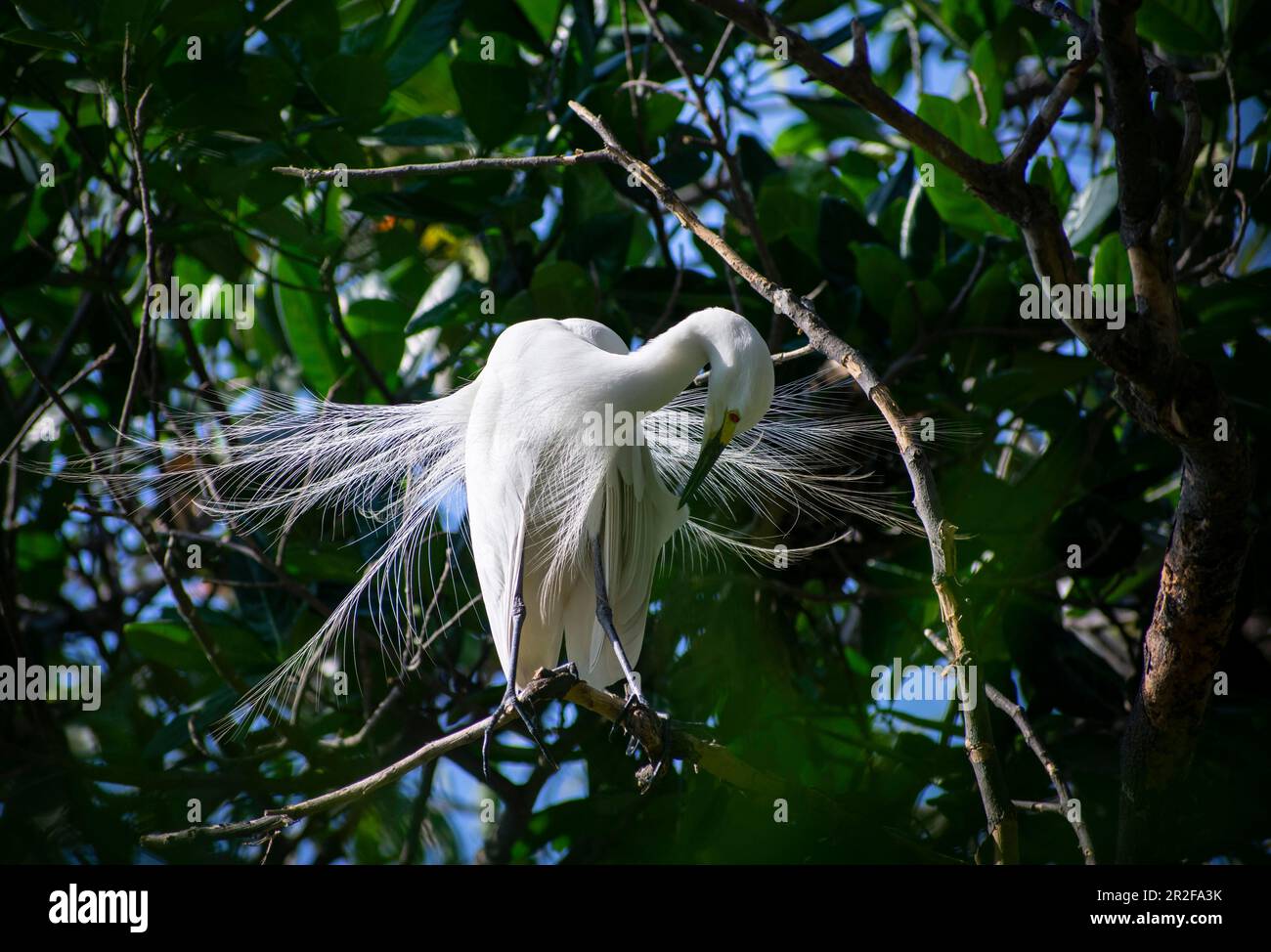 Great egret perches on a tree branch on the banks of the Brahmaputra ...