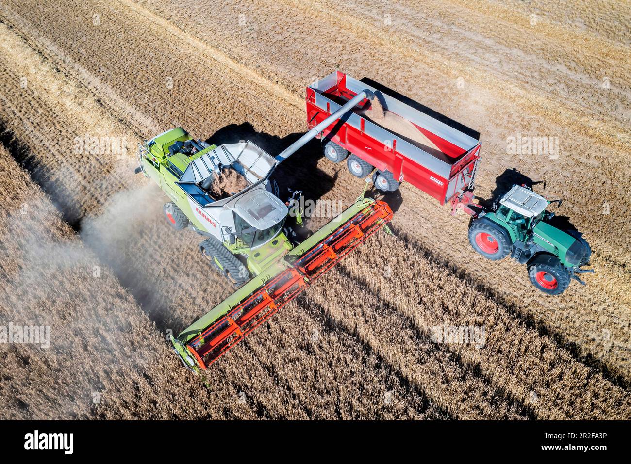 Grain harvest is about to be completed. Spelt is threshed in the ...