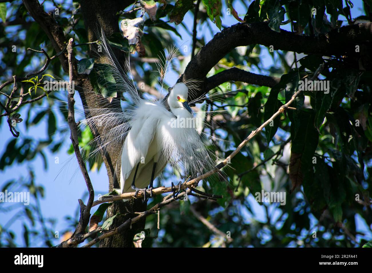 Great egret perches on a tree branch on the banks of the Brahmaputra ...