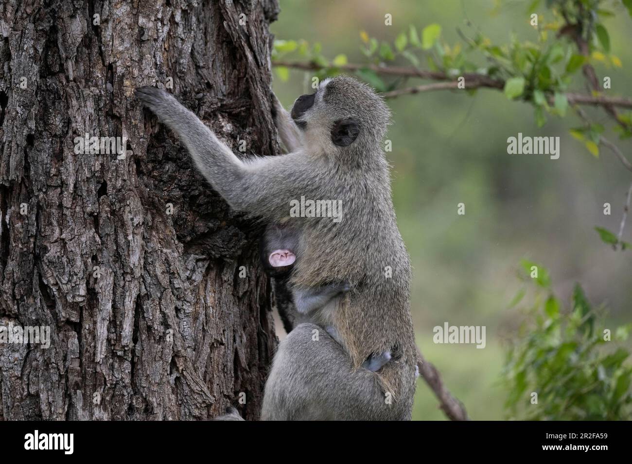 Vervet monkey (Chlorocebus pygerythrus), mother with baby, Inyati Game ...