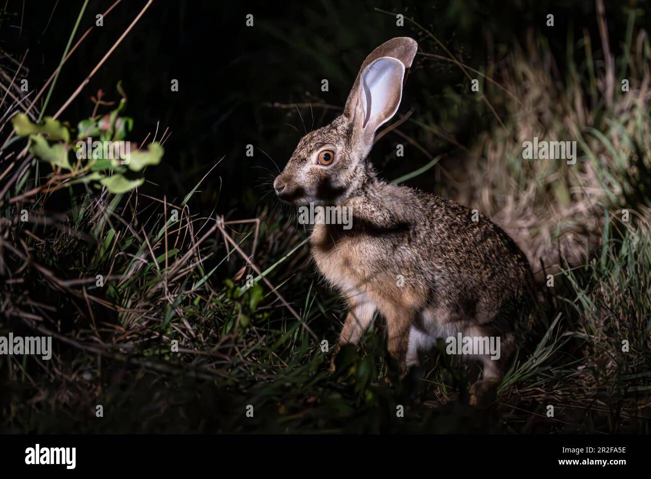 Scrub hare (Lepus saxatilis) Inyati Game Reserve, Kruger National Park ...