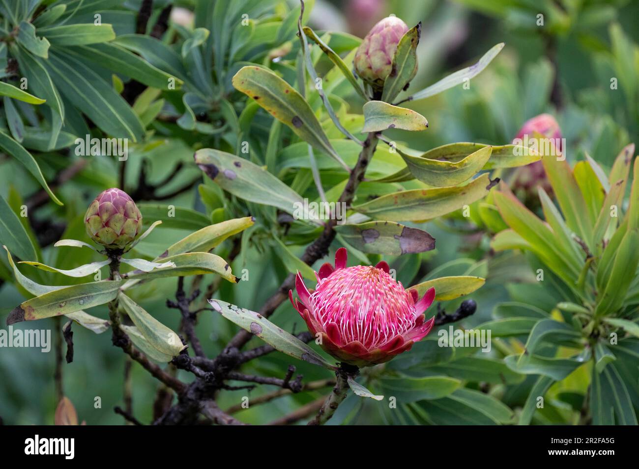 Protea (Protea) Amphietheatre, Royal Natal National Park, Drakensberg ...