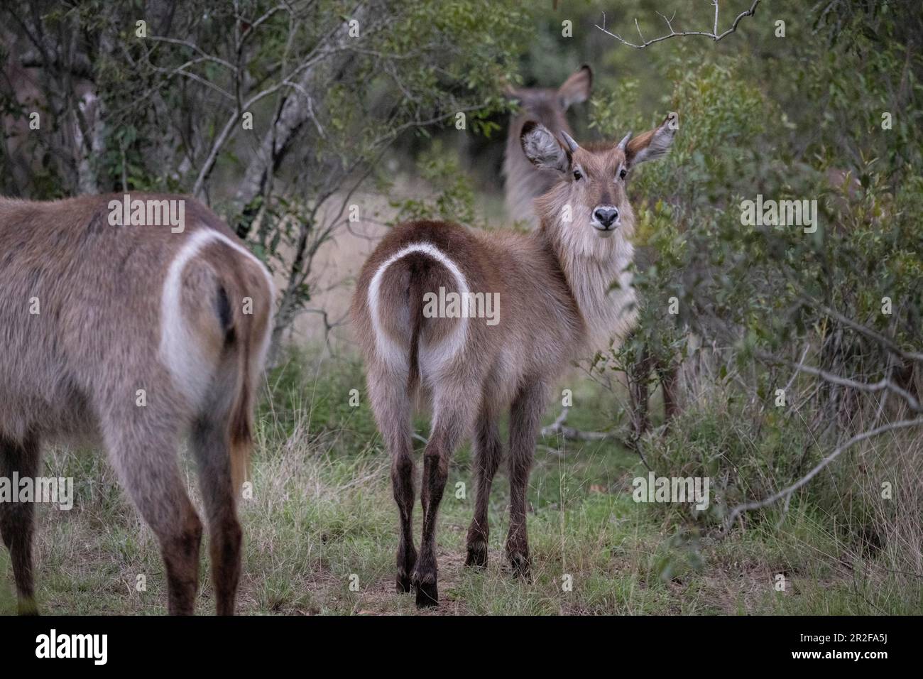 Waterbuck (Kobus ellipsiprymnus) young buck, Inyati Game Reserve ...