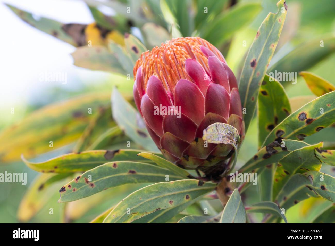 Protea (Protea) Amphietheatre, Royal Natal National Park, Drakensberg ...