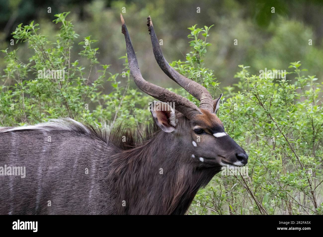 Nyala (Tragelphus angasii), buck, Inyati Game Reserve, Kruger National ...