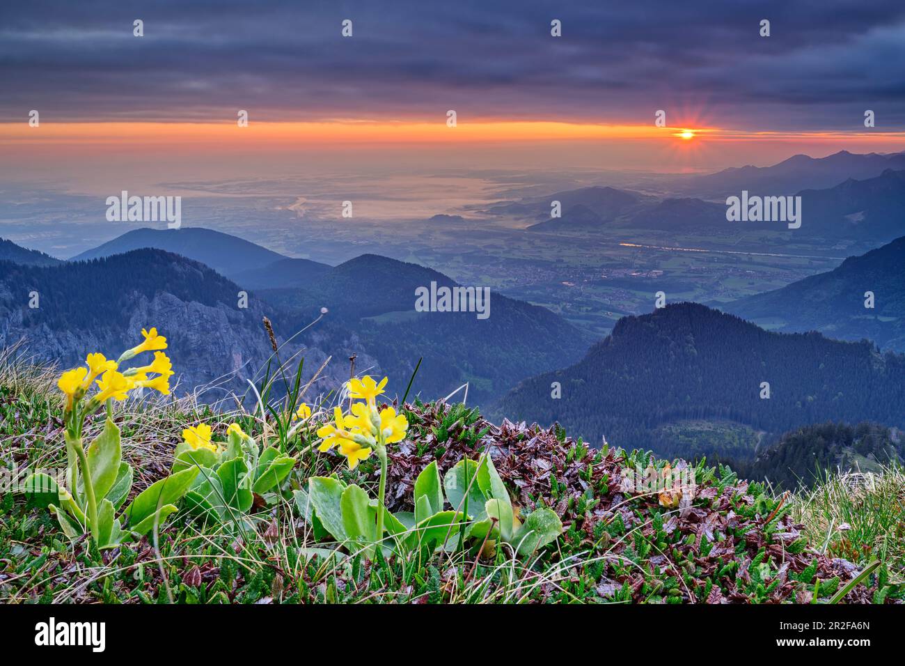 Blooming auricula with a view of sunrise over Inntal and Chiemgau ...