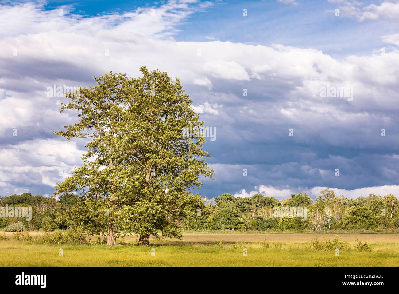 Mörfelden walldorf, germany hi-res stock photography and images - Alamy