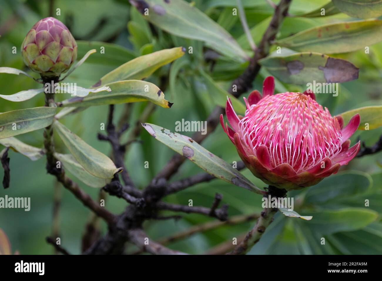Protea (Protea) Amphietheatre, Royal Natal National Park, Drakensberg ...