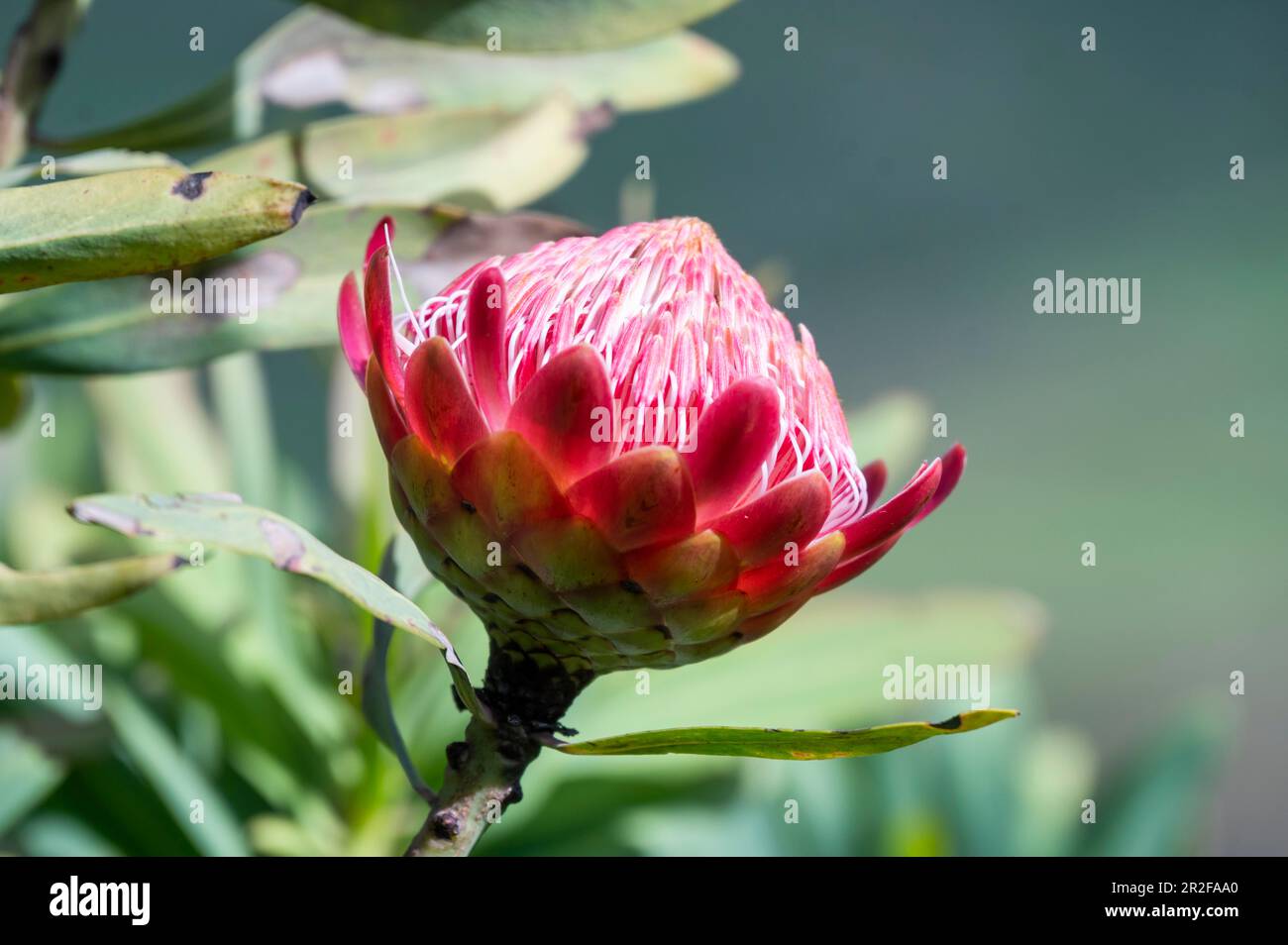 Protea (Protea) Amphietheatre, Royal Natal National Park, Drakensberg ...