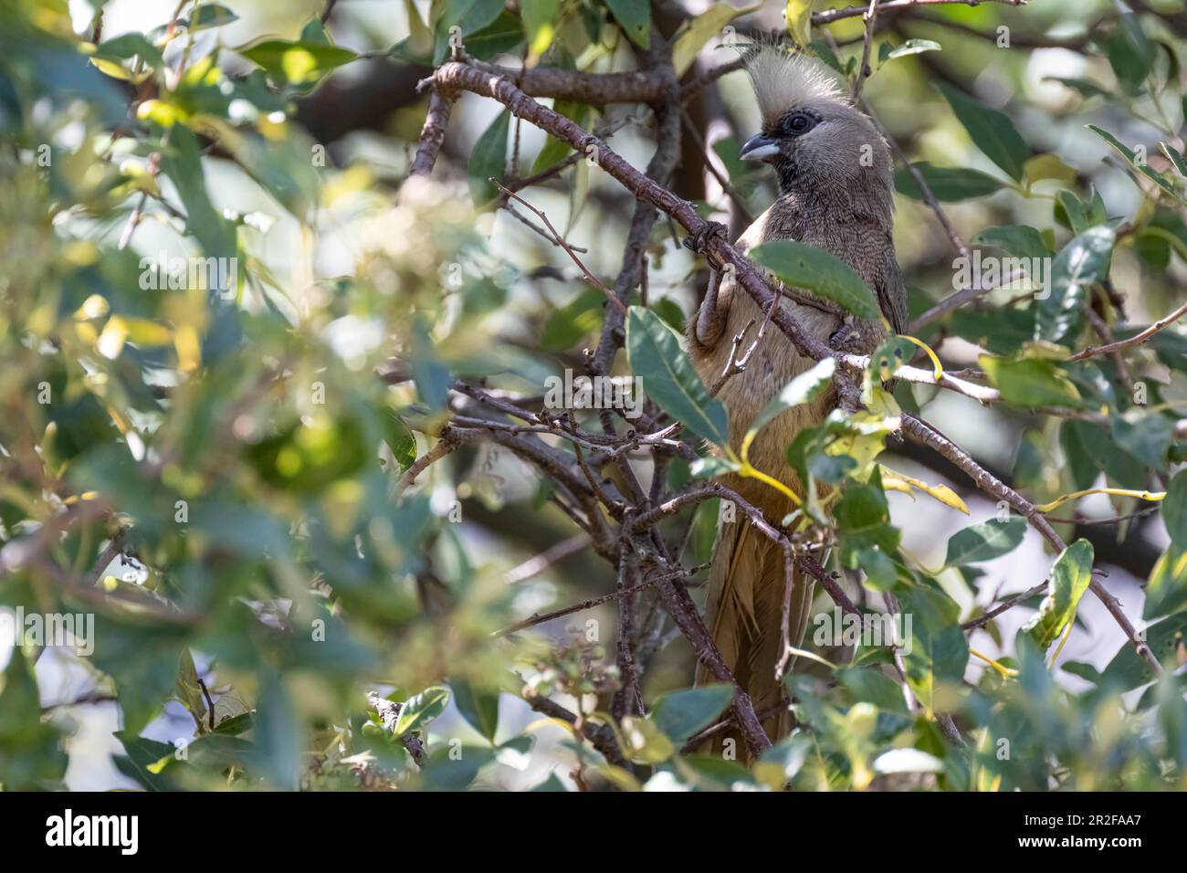 White-headed Mousebird (Colius leucocephalus), Drakensberg, Roylal ...